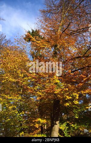 Deciduous tree in autumn, Lower Saxony, Germany Stock Photo - Alamy