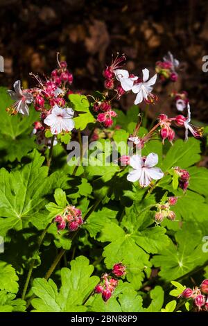 Geranium macrorrhizum 'Album' flower. Rock cranesbill. Close up on ...