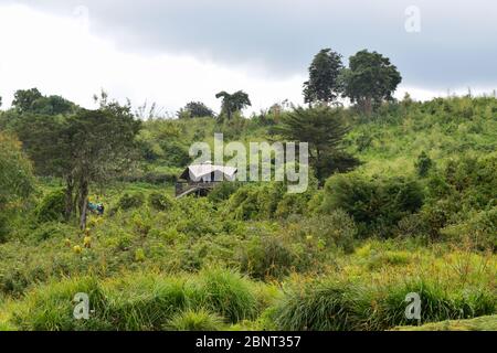 castle forest lodge in Kenya Stock Photo - Alamy