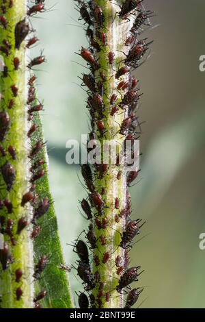 Black aphids (Aphididae) feeding on a grass seed head Stock Photo - Alamy