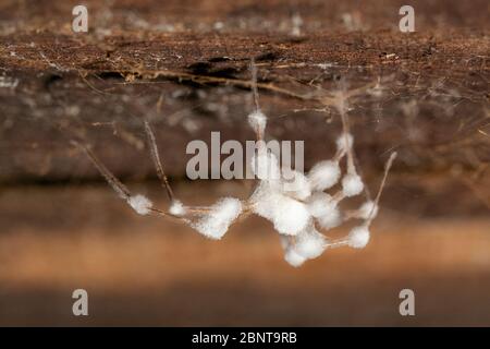 Spider infected and killed by a Cordyceps fungus. Body completely ...