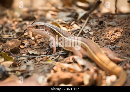 Yellow-throated plated lizard, Gerrhosaurus flavigularis, native to ...