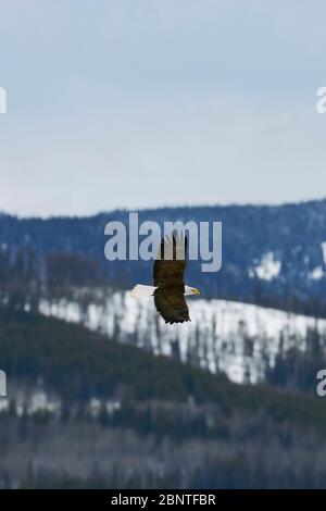 Bald eagle in the winter flying over the ocean with the waves crashing ...