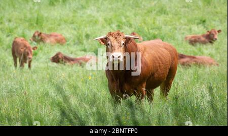 A herd of Limousine, a French breed of beef cattle from the Limousin ...