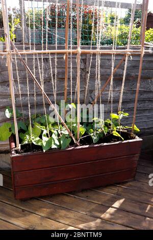 Scarlet Emperor Runner climbing beans on an archway support Stock Photo ...