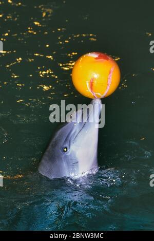 Dolphin balancing a ball Stock Photo - Alamy