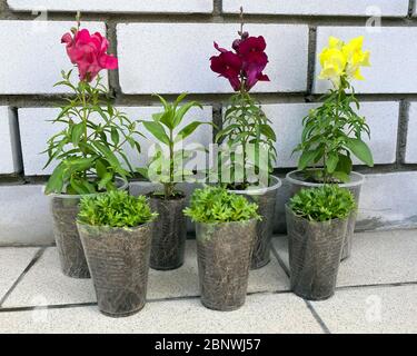 Set of young flower seedlings in plastic black pots before ...