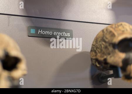 Homo Erectus. Model reconstruction of the head of Homo Erectus, Natural ...