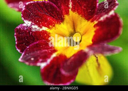Primrose Primula with red flowers. Inspirational natural floral spring ...