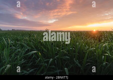 Green wheat against the background of Sunset. Beautiful summer ...