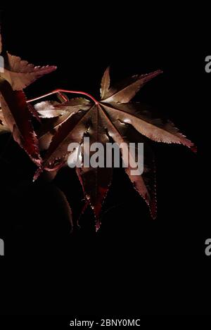 Still life of maroon colored leaves of a Japanese Maple tree against a ...
