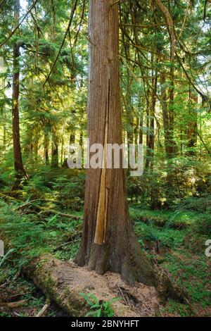 Golden Spruce trail, Port Clements, Culturally modified cedar tree ...