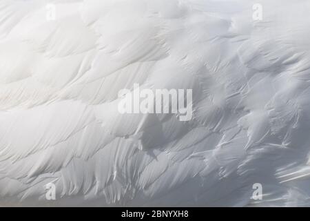 Snow white swan wing swan feather texture background Stock Photo - Alamy