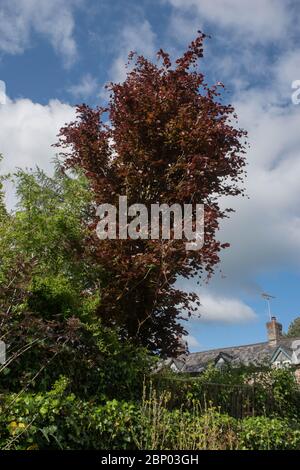 Beech, Fagus sylvatica Dawyck Purple, Narrow, Columnar, Deciduous, Tree ...