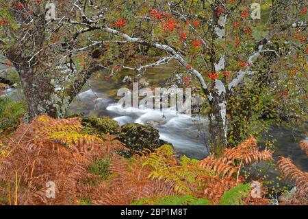 The river Finnan in Glen Finnan during autumn, Scotland Stock Photo - Alamy