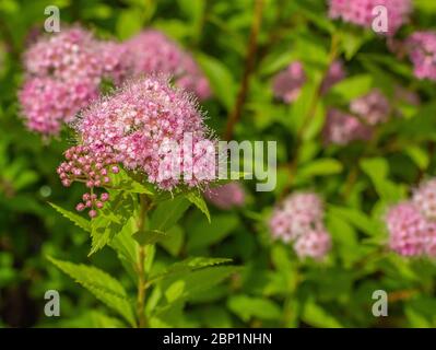 Spiraea japonica 'Lemon Princess' Stock Photo - Alamy