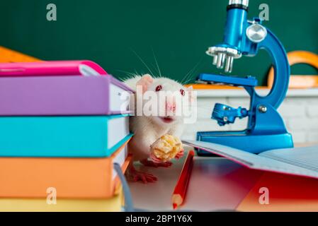 White test rat sitting on microscope. Concept - testing of drugs ...