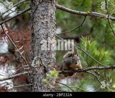Douglas' Squirrel (Tamiasciurus douglasii Stock Photo - Alamy