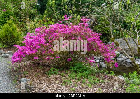 A brilliant pink Azalea bush in a garden in Seata, Washington Stock ...