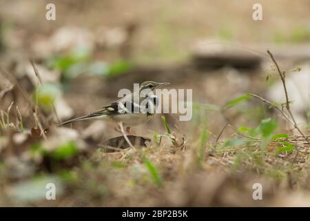 Forest Wagtail (Dendronanthus indicus) in wintering grounds in Thailand ...