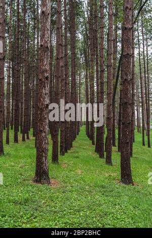 Red Pine, aka Norway Pine, Pinus resinosa, growing in a pine plantation ...