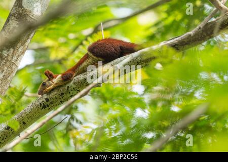Goa, India. Indian Giant Squirrel, Or Malabar Giant Squirrel, Ratufa ...