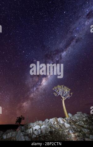 quiver tree under stars and milkyway Stock Photo - Alamy
