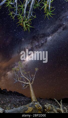 quiver tree under stars and milkyway Stock Photo - Alamy