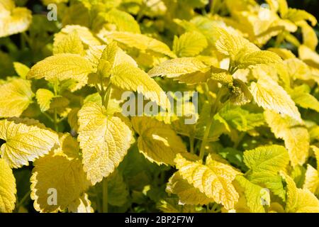 Bright yellow leaves of the Lemon Balm 'All Gold' (Melissa officinalis ...
