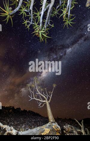 quiver tree under stars and milkyway Stock Photo - Alamy