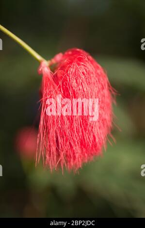 Red Powder Puff, Red Powderpuff, Blood-red Tassel-flower, Pink ...