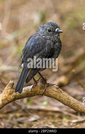 New Zealand Robin or Toutouwai (MAori), Petroica australis, West Coast ...