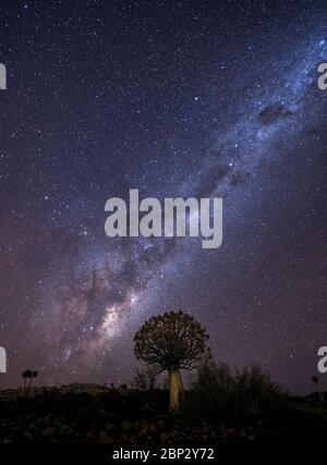 quiver tree under stars and milkyway Stock Photo - Alamy