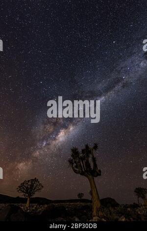 quiver tree under stars and milkyway Stock Photo - Alamy
