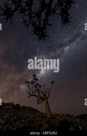 quiver tree under stars and milkyway Stock Photo - Alamy