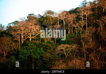 Large cuipo trees, Cavanillesia platanifolia, in the dry season in the ...