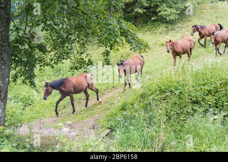 Horse - adorable animal. Concept of connection with nature Stock Photo ...