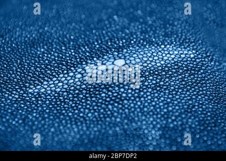 stingray skin texture. Background nature wallpaper Stock Photo - Alamy