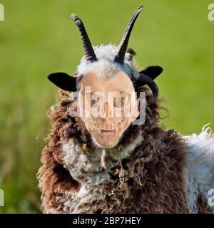 Merged human skull and face transposed on head of black faced sheep ...