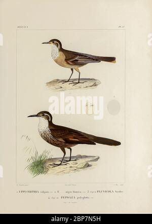 Buff-winged cinclodes (Cinclodes fuscus Stock Photo - Alamy