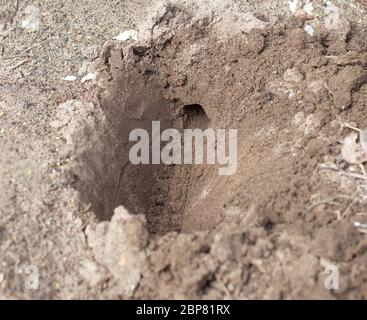 Expelling or smoking a mole from a summer cottage with a smoke bomb ...