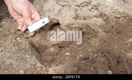 Expelling or smoking a mole from a summer cottage with a smoke bomb ...