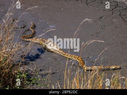 Distended snake after feeding. Close-up of the distended section of an ...