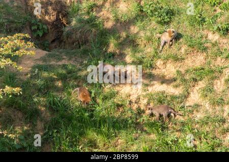 Red fox in latin Vulpes vulpes in the grass, beautiful animal Stock ...