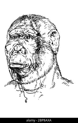 A Reconstruction of Australopithecus Boisei Stock Photo - Alamy