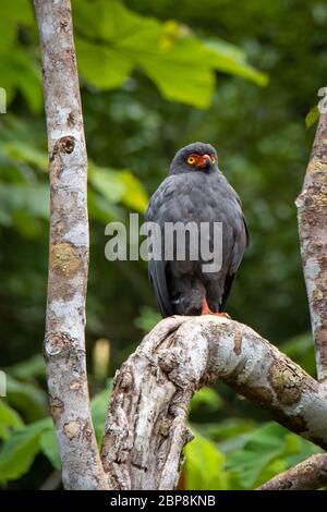 Slate-colored hawk (Leucopternis schistaceus) perched in Peruvian ...