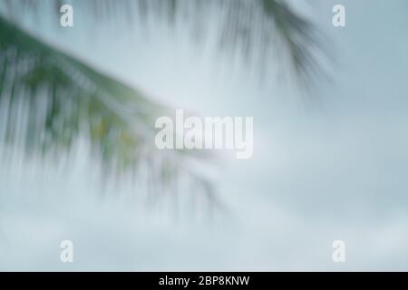 Blur beautiful nature green palm leaf on tropical private swimming pool ...