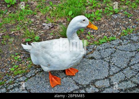 white duck walking down the street in a park Stock Photo - Alamy