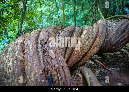 Giant roots in jungle, Khao Sok National Park, Thailand Stock Photo - Alamy