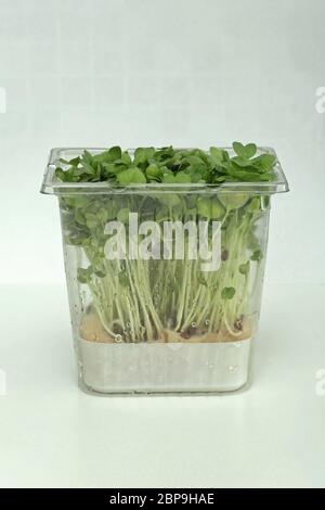 Fresh edible healthy watercress in the box Stock Photo - Alamy